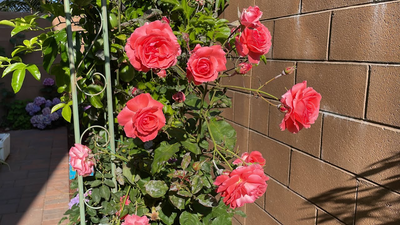 Breathtaking America Rose Rosa America #rose #davidaustinroses # ...