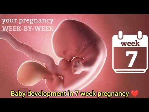 7 week pregnancy and fetal development in mom's womb ️🥰#pregnant ...