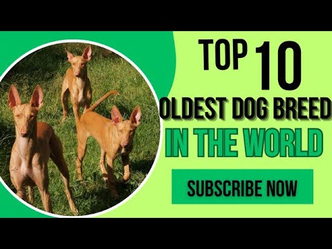 Ancient paws:Top 10 oldest dog breeds@The10chronicles - YouTube