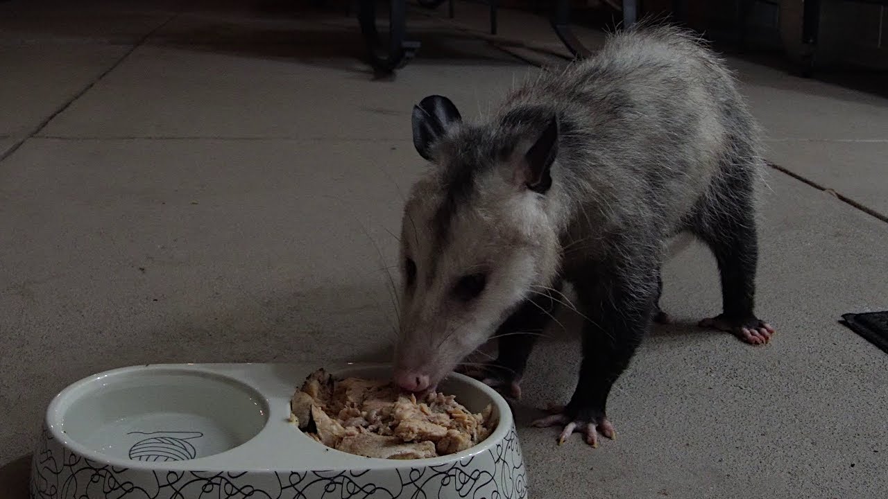 Possums Eat Canned Salmon - YouTube