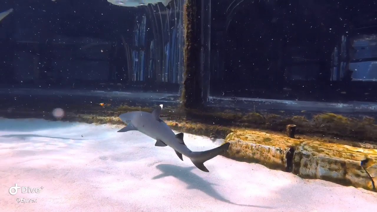 Shark Dive - The Land of Legends Theme Park - YouTube