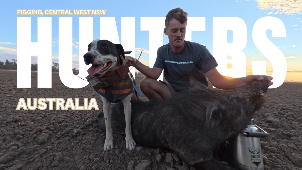 MASSIVE PIG MOB | 20+ FERAL PIGS – UTE & BUGGY | RURAL NSW - YouTube