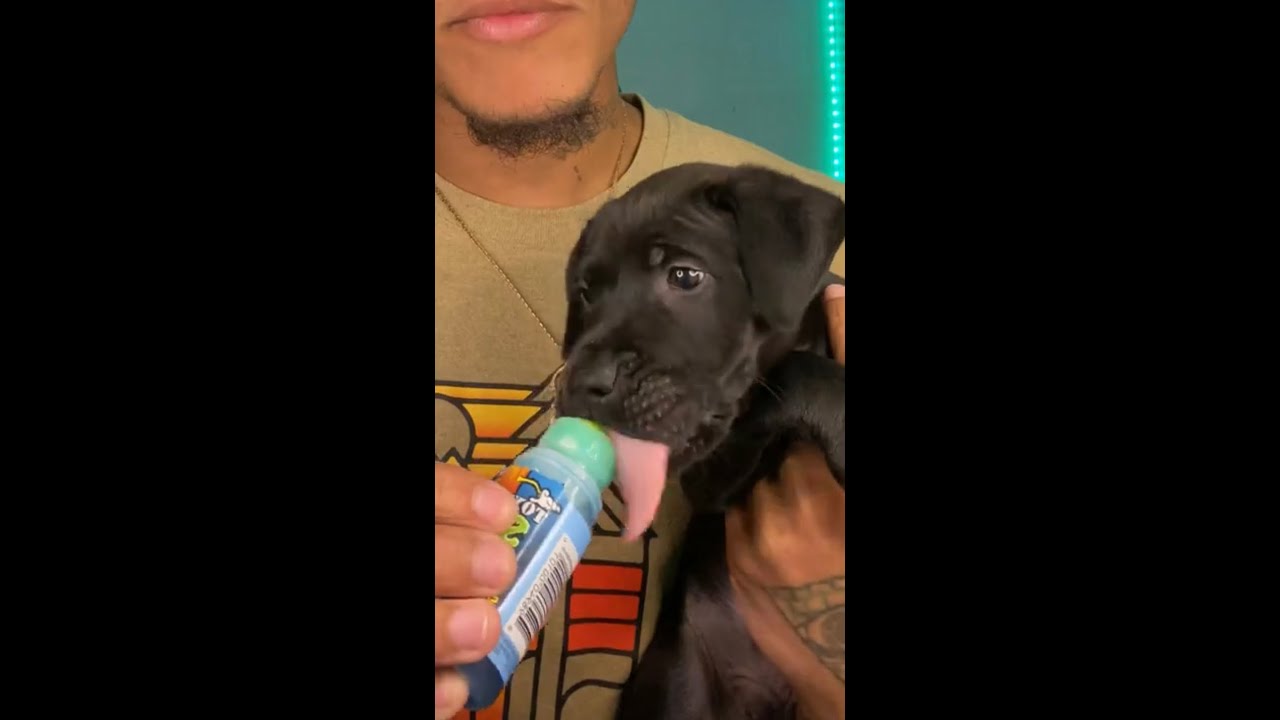 I Gave My *PUPPY* Slime Licker!! 😱😱 - YouTube