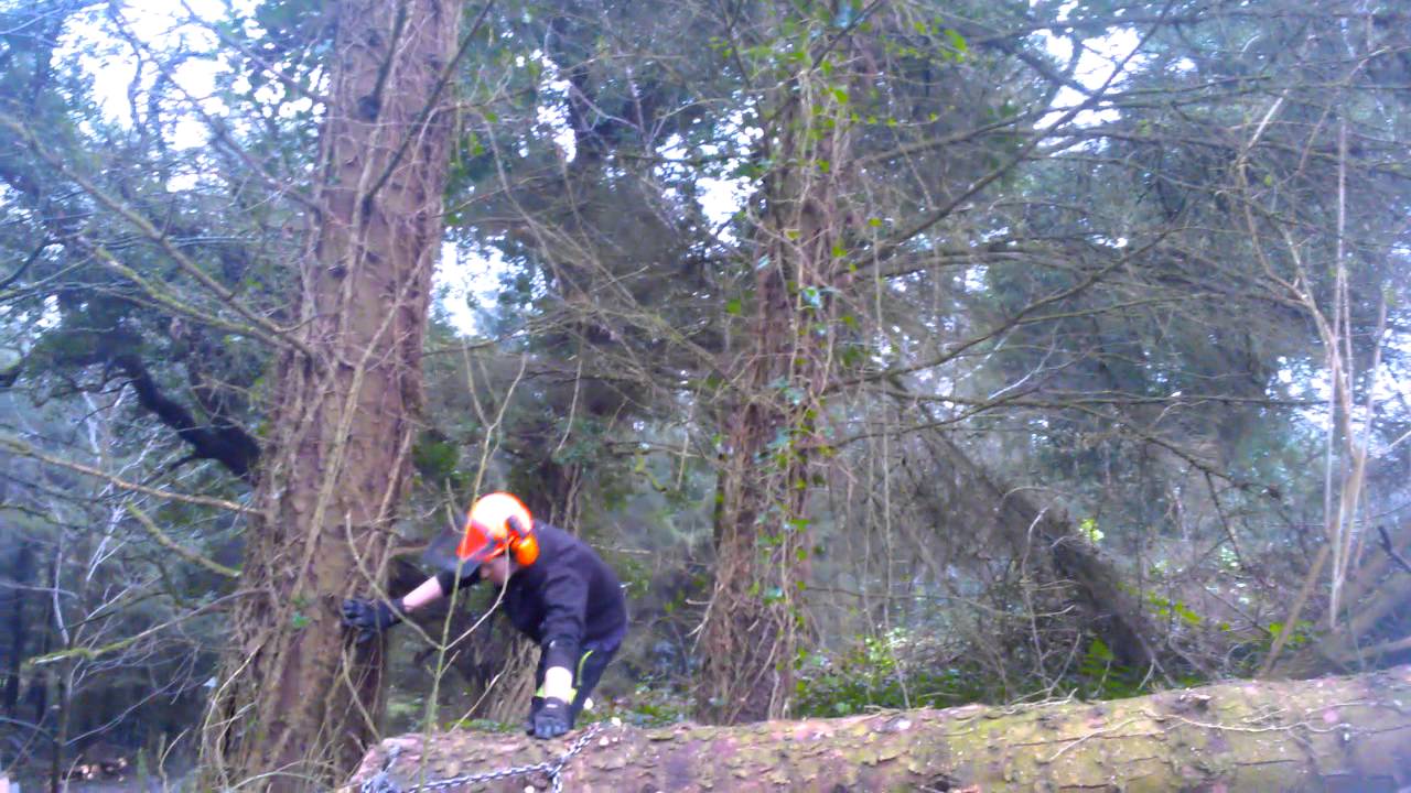 Winching down the big tree - YouTube