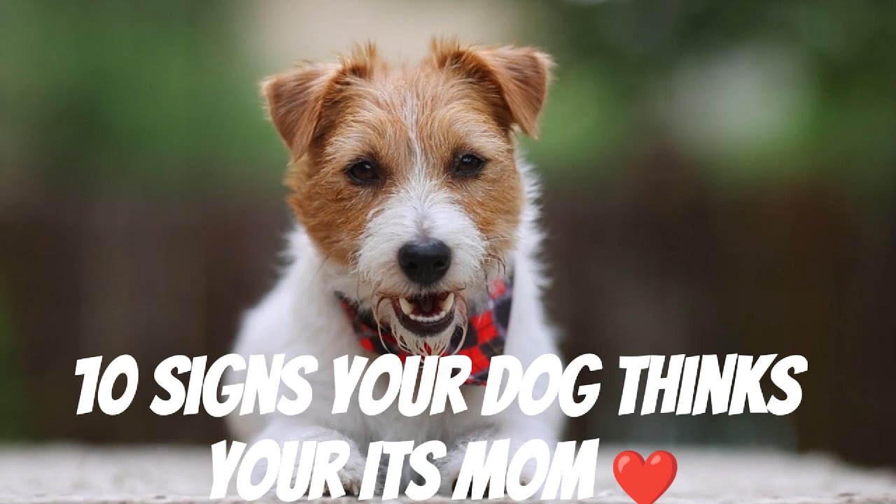 10 Signs Your Dog Thinks You’re Its Mom! 🐶 ️ - YouTube