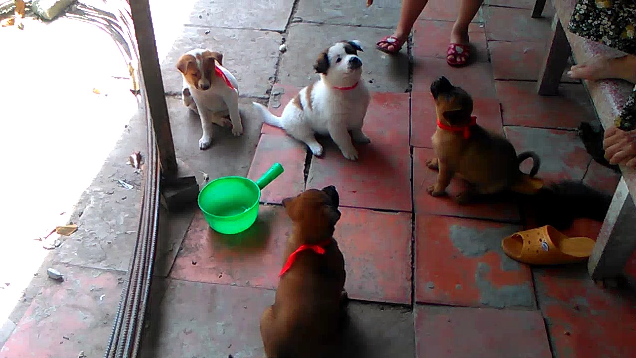 Con cho de thuong - YouTube