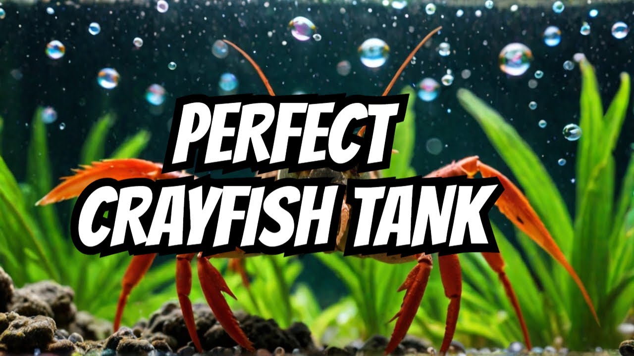 Crayfish Tank Aeration: Keep Your Crayfish Healthy! - YouTube