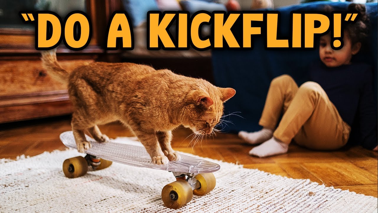 Teaching TRICKS To Your Cat (7 simple steps) - YouTube