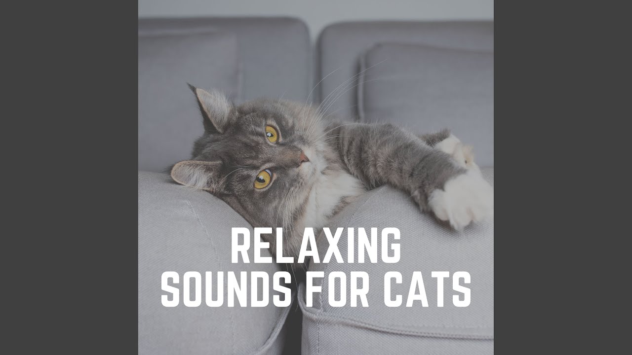 Regal Feline Calming Music for Your Cat, Pt. 21 - YouTube