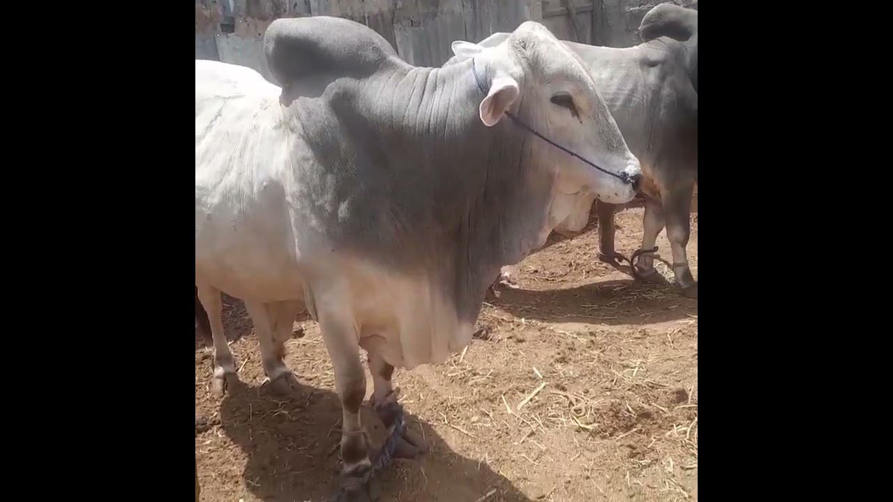 bokolo breeds - YouTube