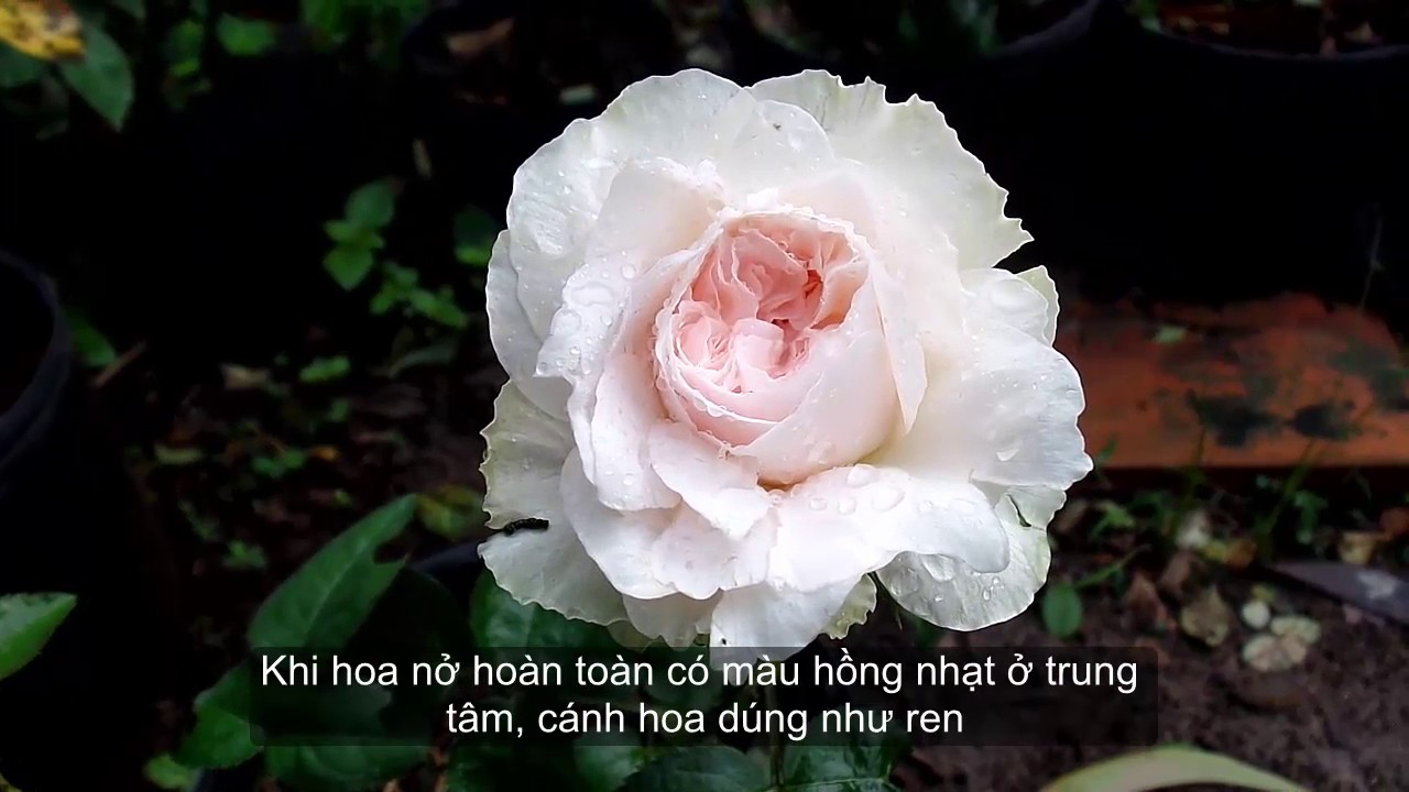 Hoa hồng ngoại cắt cành Miranda rose [DAVID AUSTIN] ngày 27/07/2017 ...