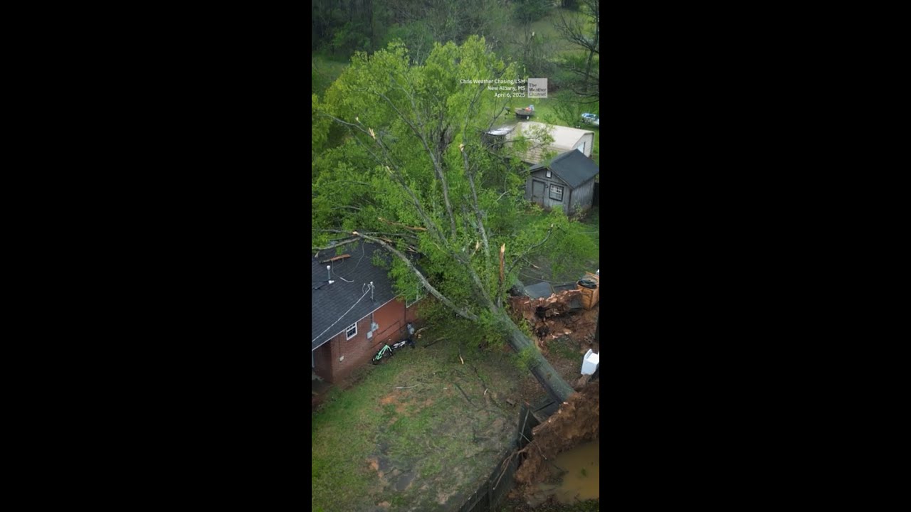 Family Recounts Moment Tree Falls On Home - YouTube