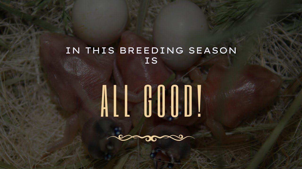 #7 Breeding season 22/23 - All chicks are good and waiting for some ...
