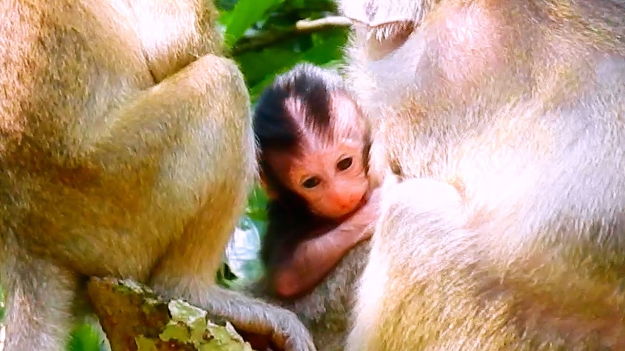 Baby Tilly need warmth from mother - YouTube