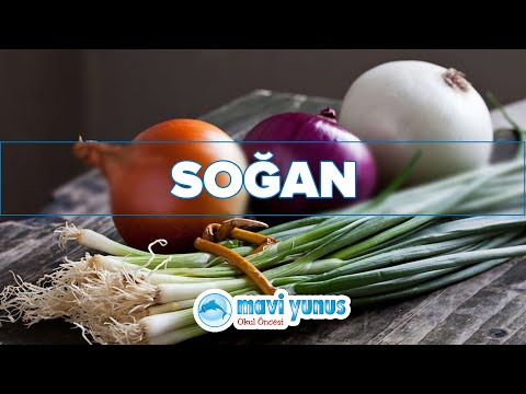 Mavi Yunus Okul Öncesi Meyveleri ve Sebzeleri Tanıyalım: Soğan