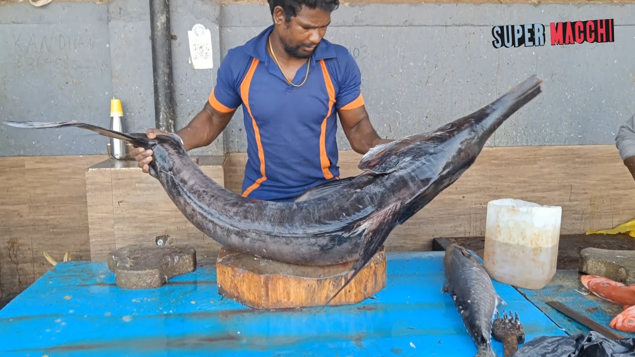 30 KG GAINT SAIL FISH CUTTING BY RANGHASWAMY || MANGALORE MARKET - YouTube