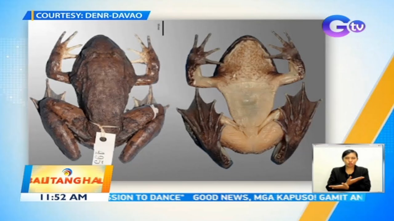 Fanged frog species discovered in Mindoro | BT - YouTube