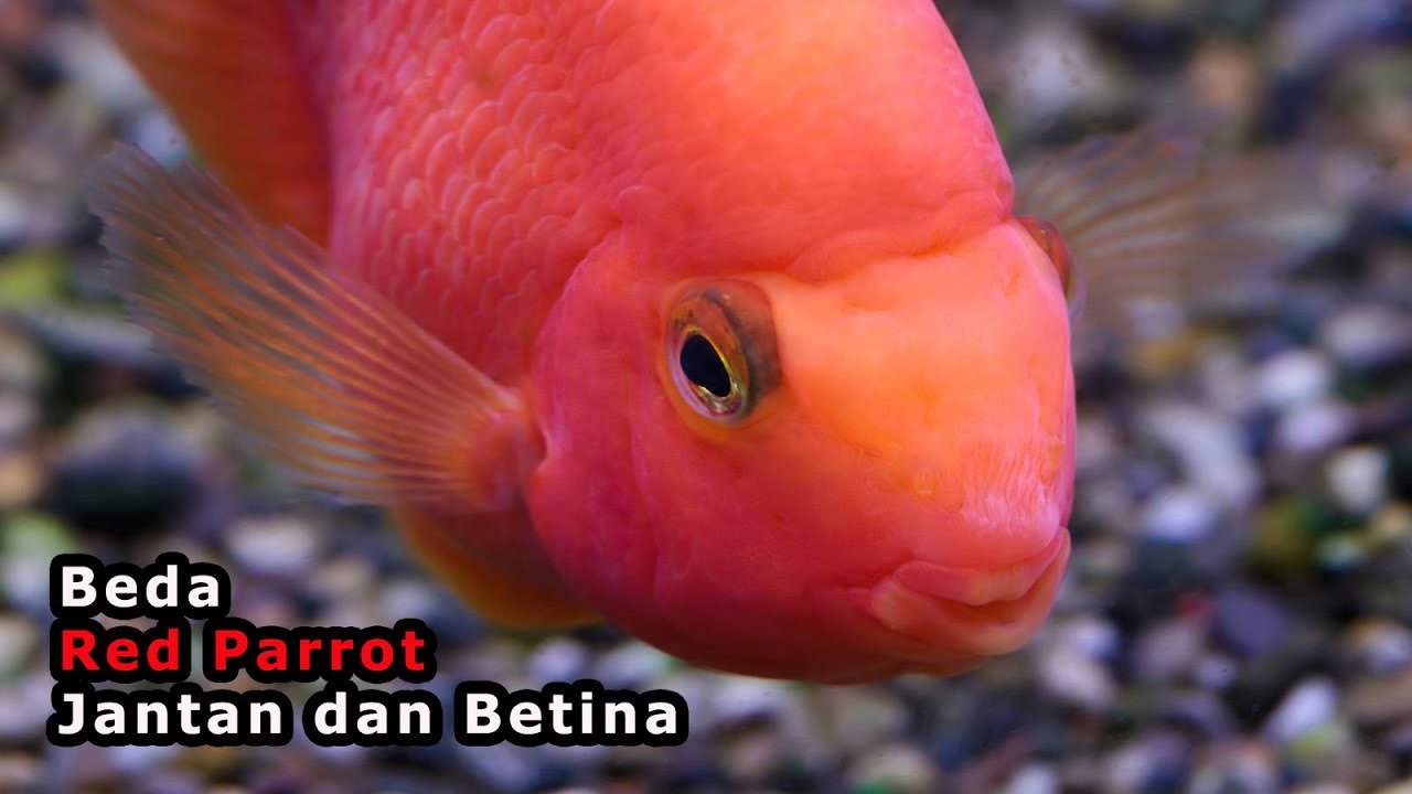 Membedakan Ikan Red Parrot Jantan dan Betina - YouTube