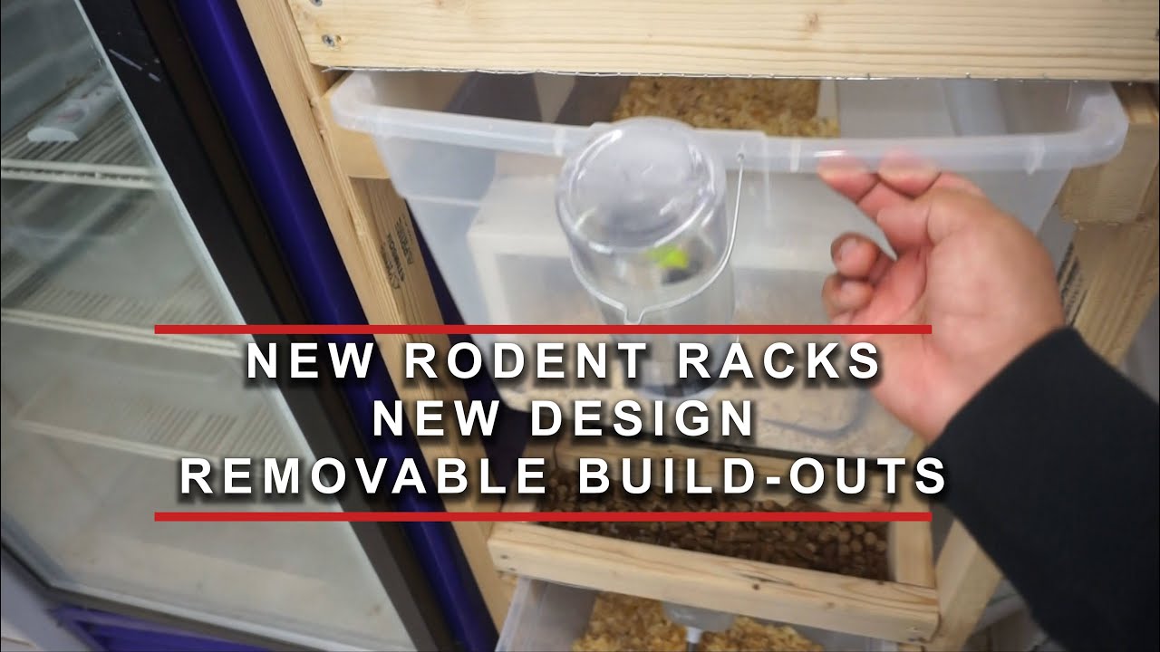 NEW RAT RACKS | NEW STRATEGY | - YouTube