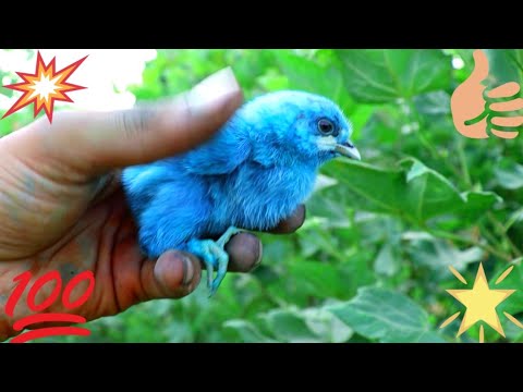 OMG||Finding Color Chicks in field|Beautiful Color Hen Chicks - YouTube