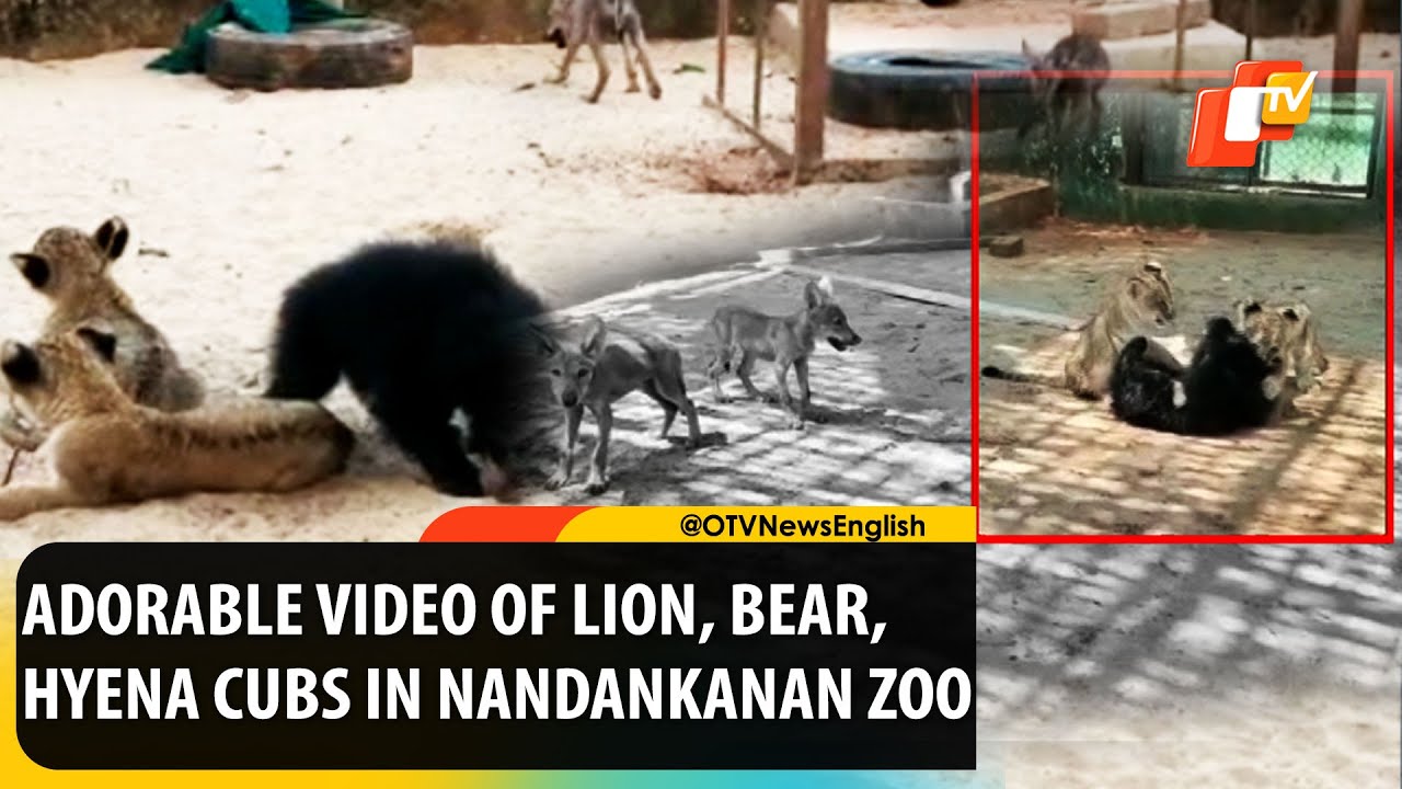 Lion, Bear, Hyena Cubs Play Together Inside Nandankanan Zoo In ...