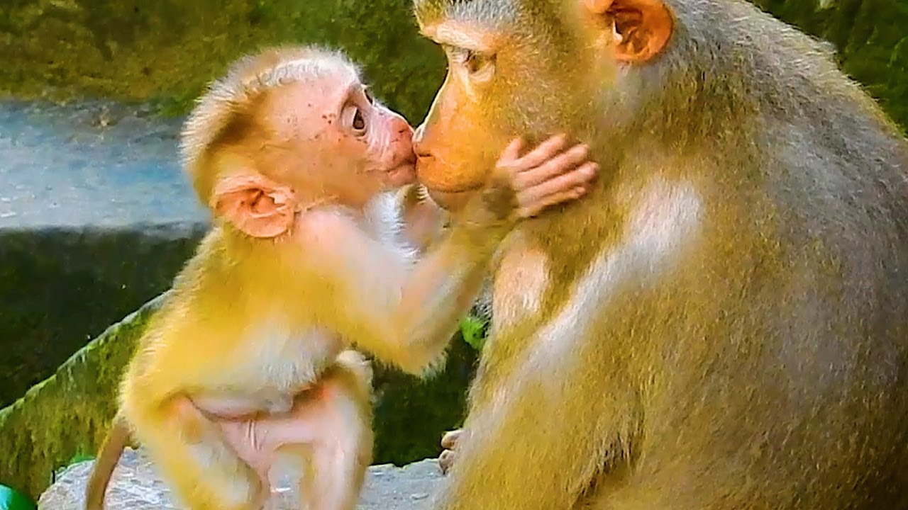 Monkey & Primates I So Much Sweet Mom Love Baby I So Lovely Baby Monkey ...