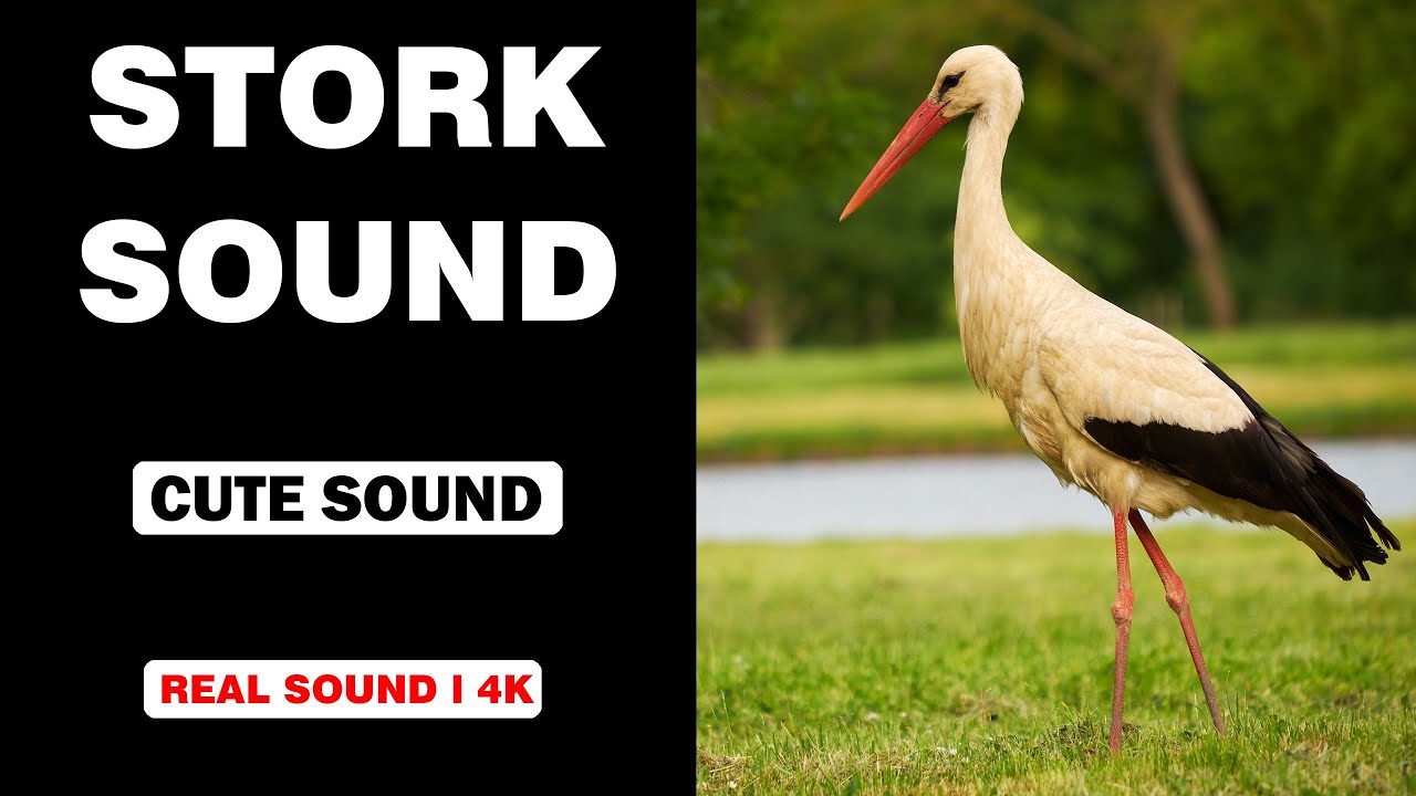 Real Stork Sounds | High Quality | Cute Stork Experience! | 4K - YouTube