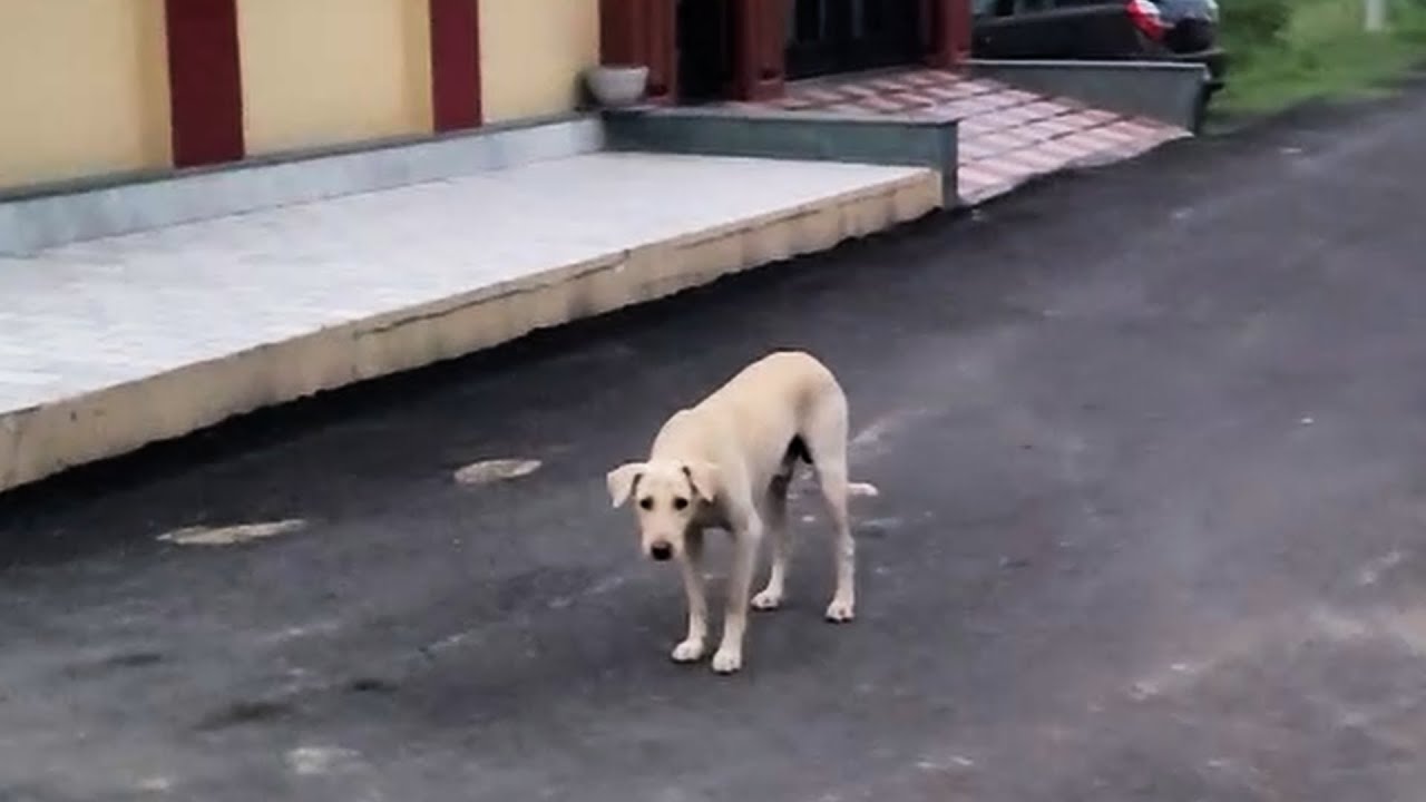 Annihilated cocky dog's attitude. - YouTube