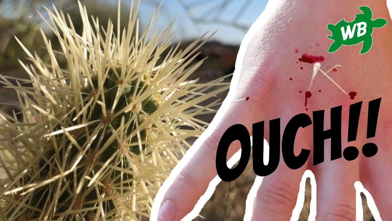 ATTACKED by a JUMPING Cholla Cactus!! - YouTube