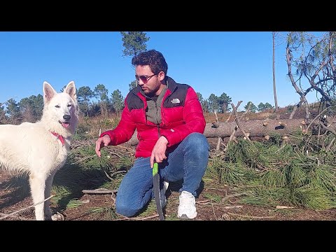 KÖPEĞİMLE DOĞADA ODUN TOPLUYORUM: SONRA YOUTBE'DE YEMEK VİDEOLARI ÇEKECEĞİM! MUSTAFA KOYUYEŞİL !!!!!