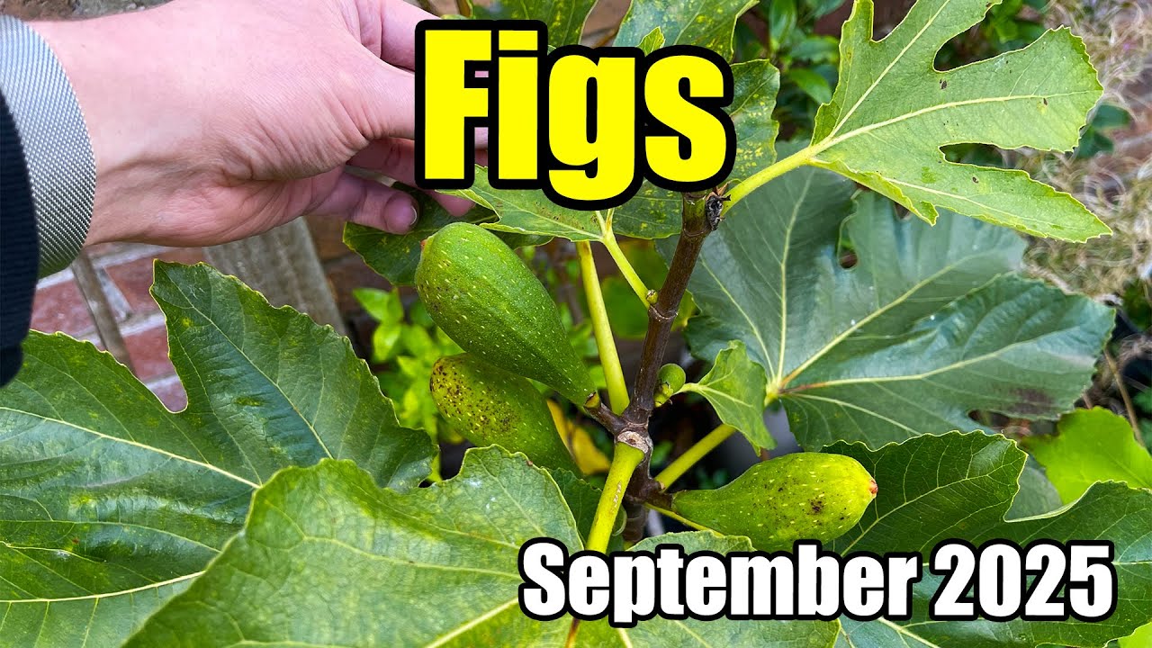 How I’m Attempting To Extend The Fig Season - September 2025 - YouTube