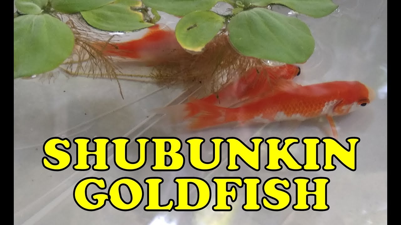 Shubunkin Goldfish - YouTube