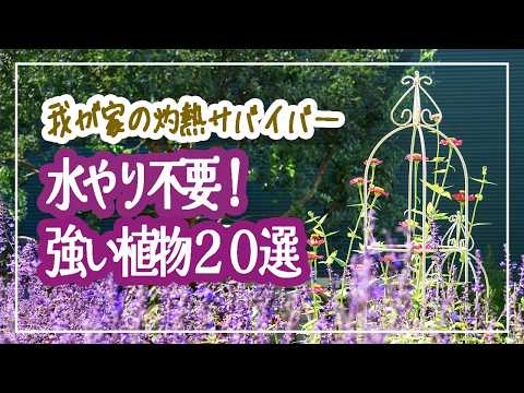 【水やり不要！】夏と秋を彩る強い植物20選🌿スパルタで育てる宿根草と一年草 #ガーデニング #園芸