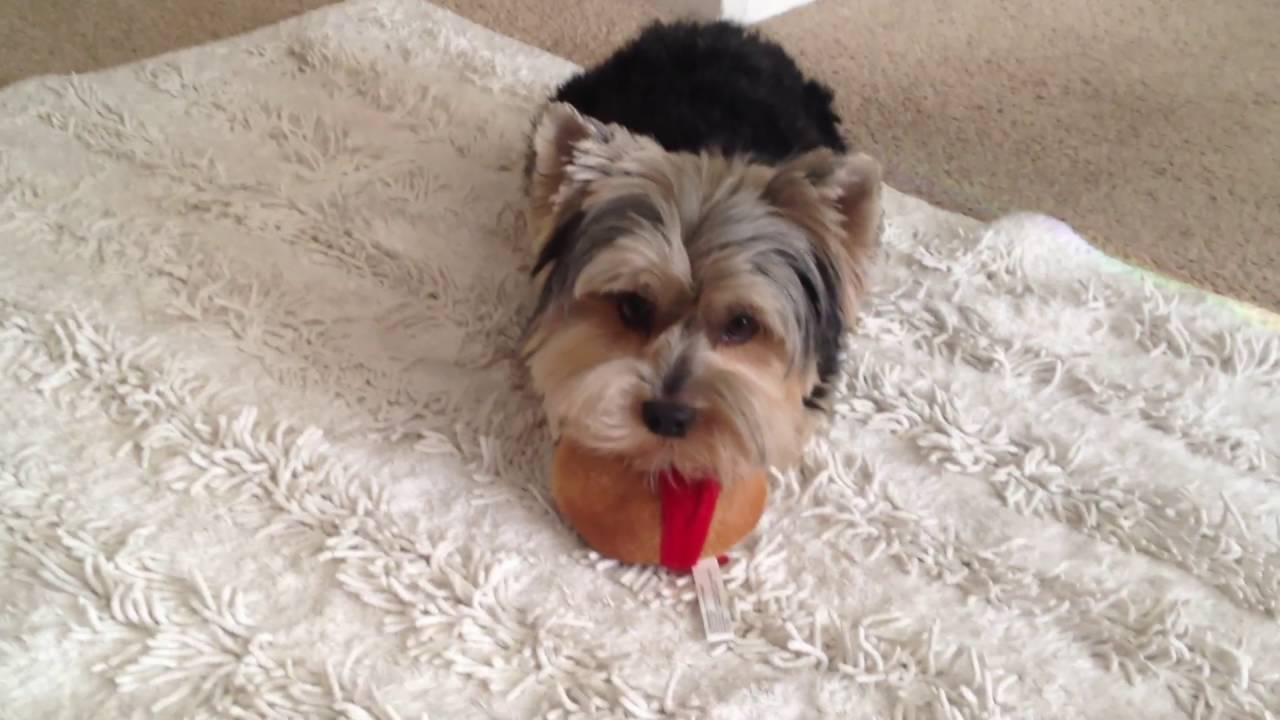 Sevita Plays with Super Cute Yorkie named Bauer! - YouTube