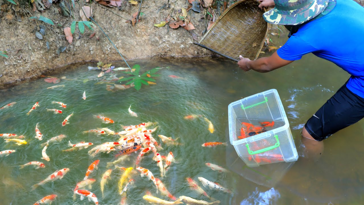 Amazing Fishing Catch Up A lot Of Goldfish In Beautiful River Found by ...