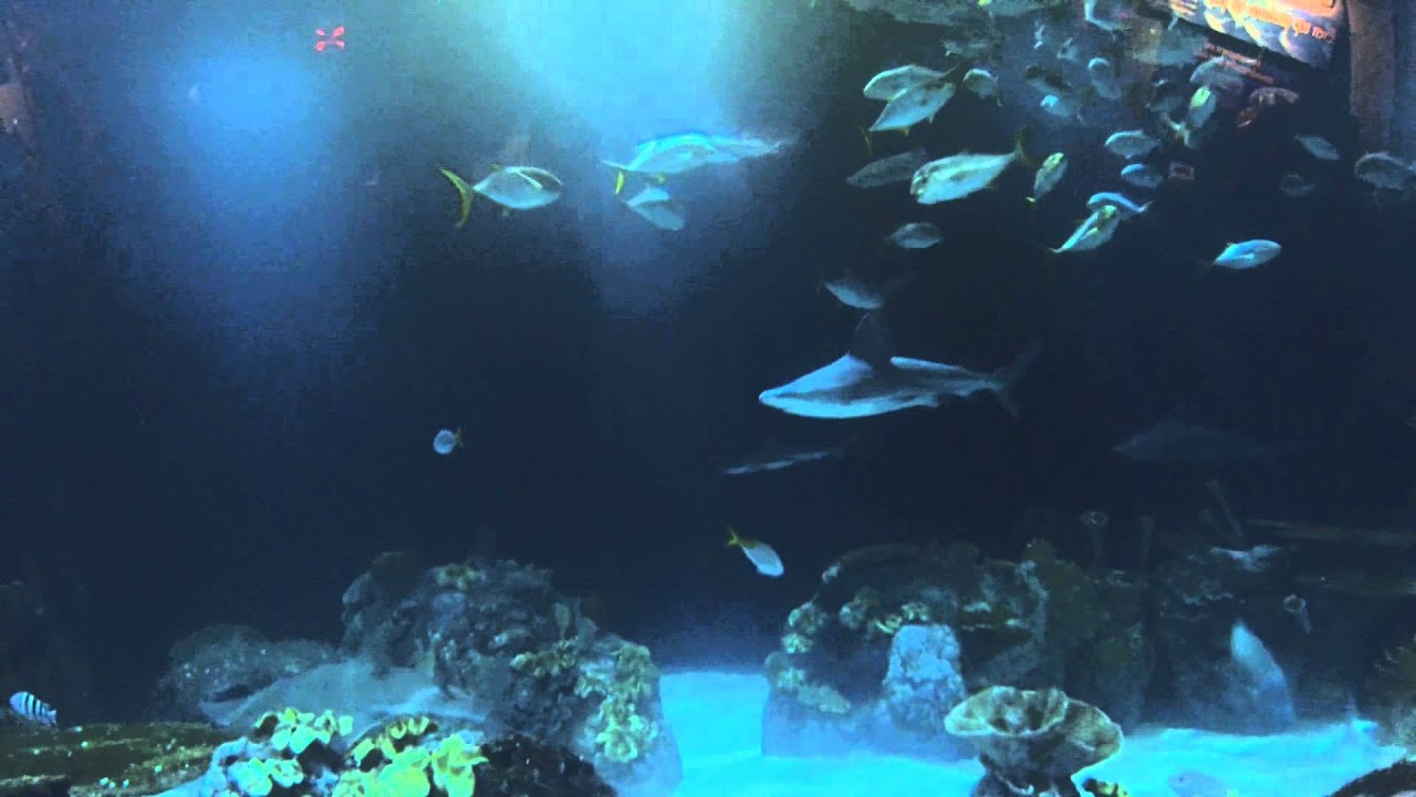 Awesome Shark tank at the Shedd Aquarium Chicago - YouTube