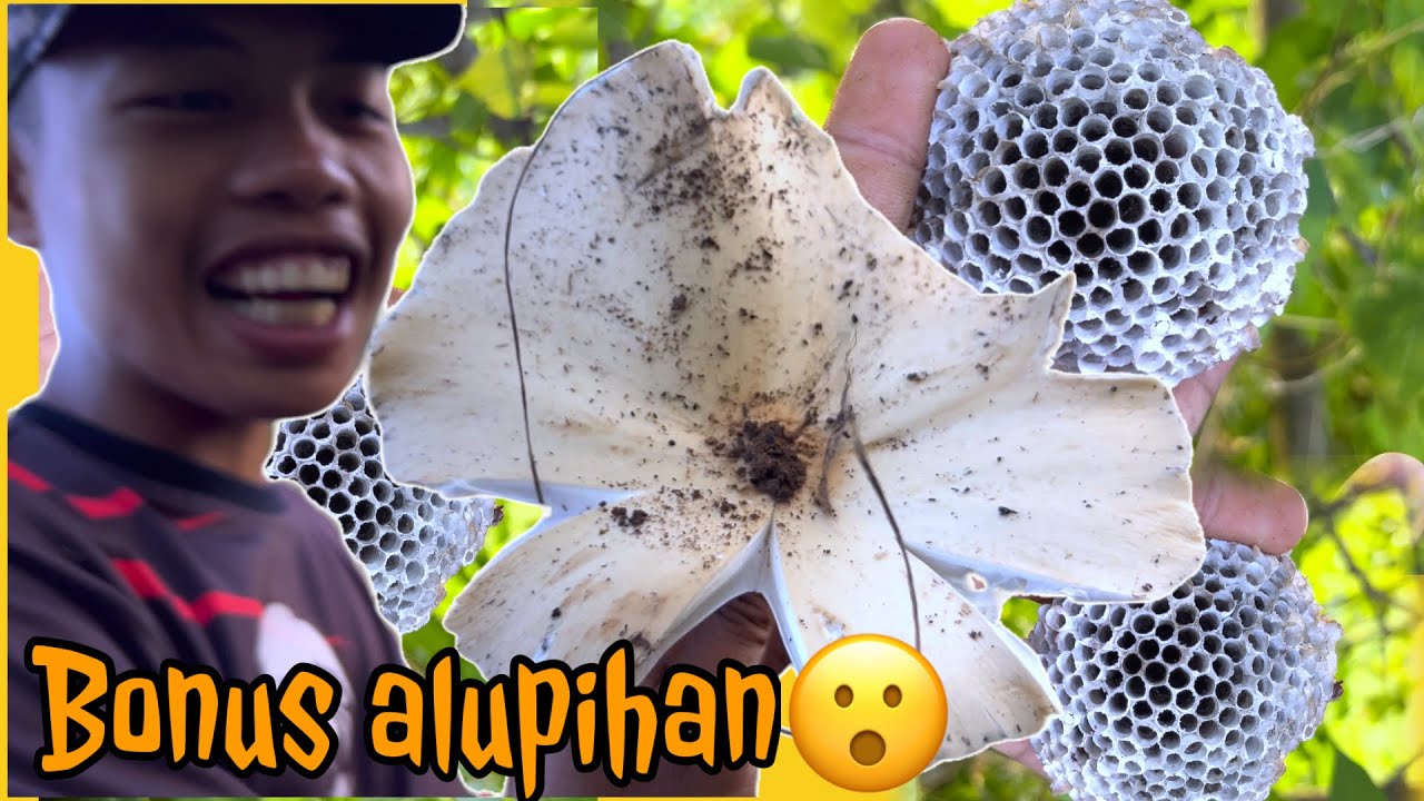 GANITO KAMI MANGUHA NG KABUTENG PUNSO - YouTube