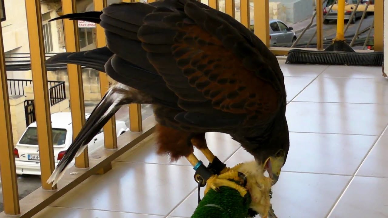 My Harris Hawk eating a chick - YouTube