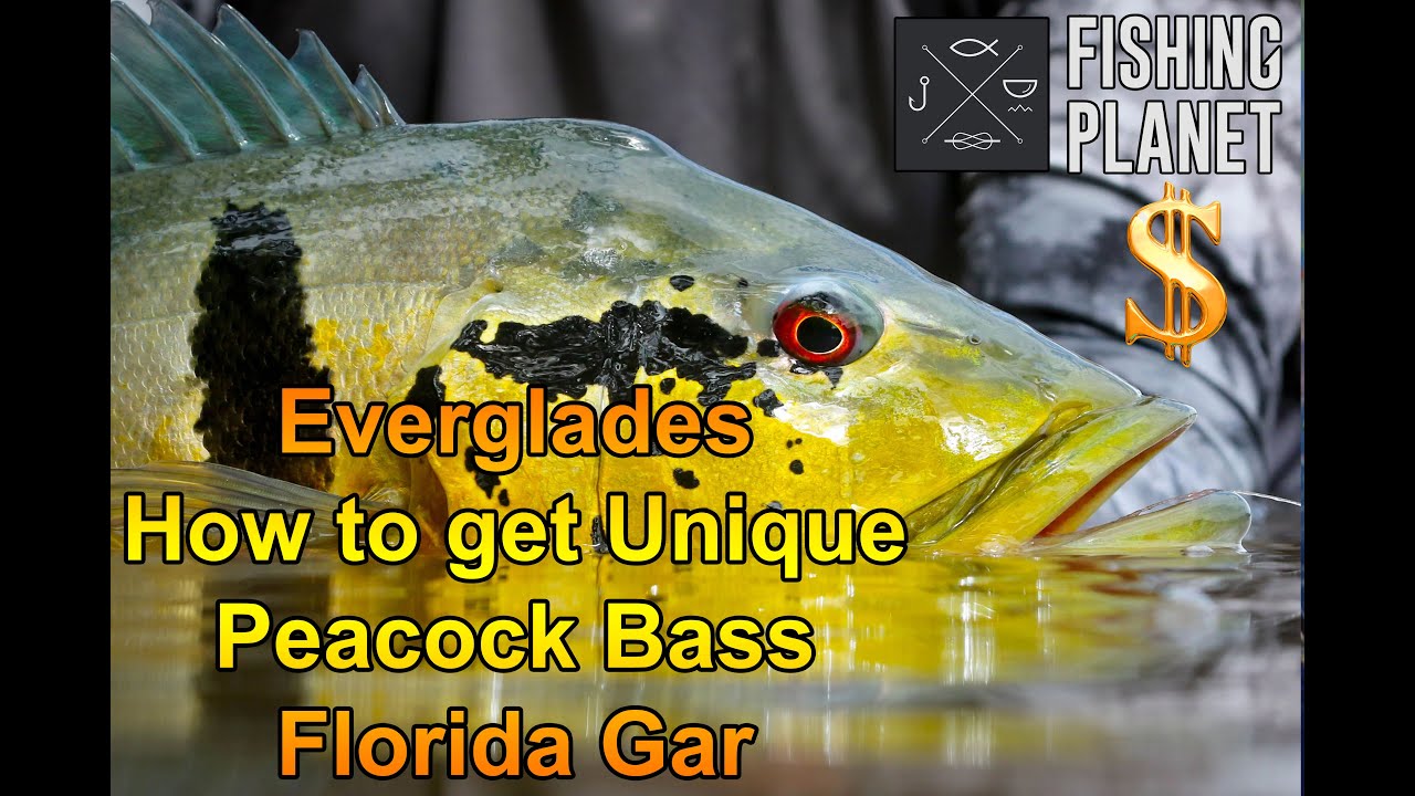 Fishing Planet, Florida Everglades How to get Unique Peacock Bass ...