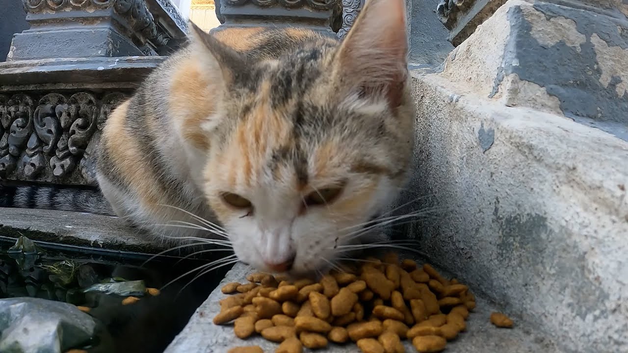 Today I met this cat again, feed stray cat - YouTube