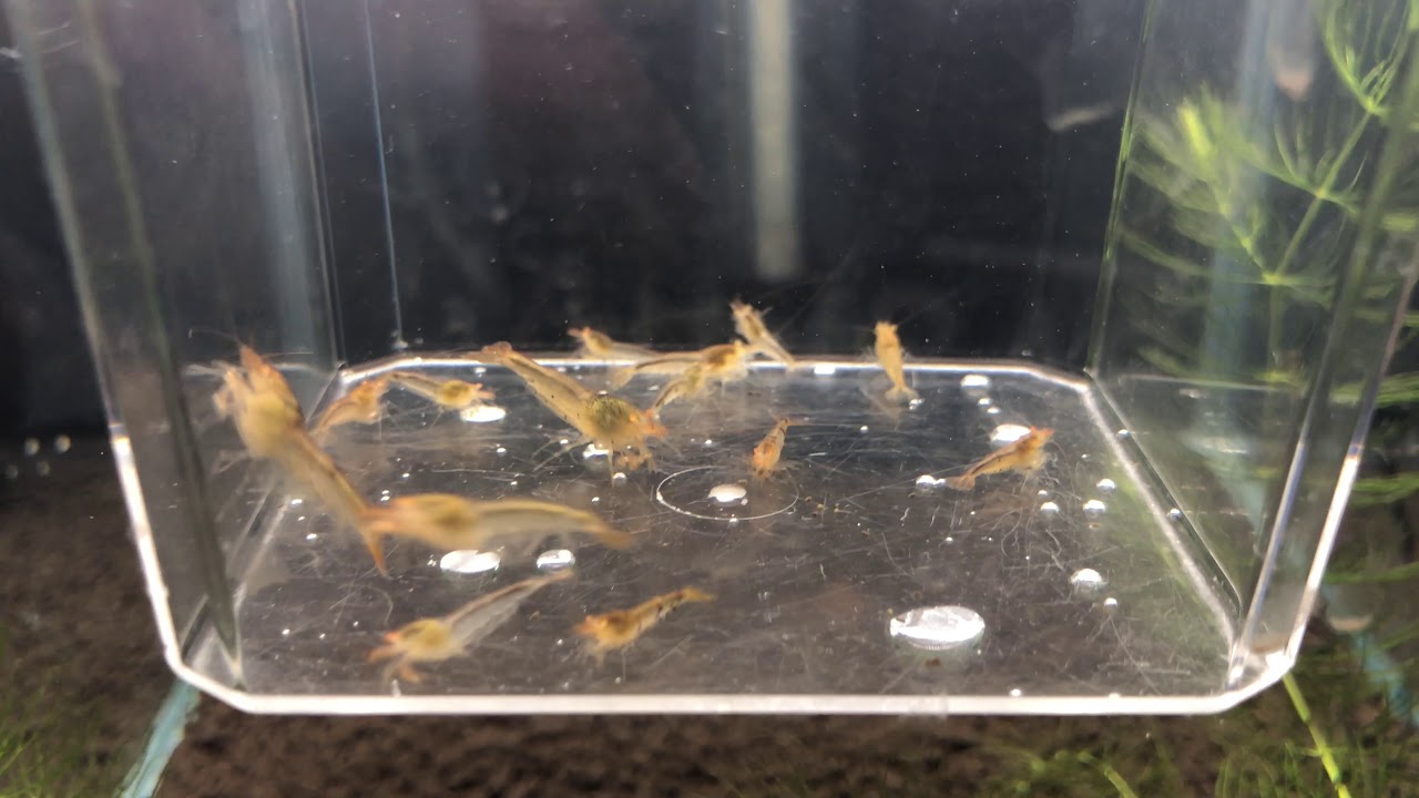 13 Orange eye yellow king kong low grade/culls. Click link in ...