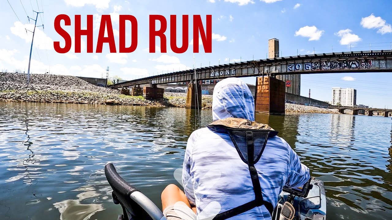 James River Shad Fishing Richmond VA (Kayak Fishing) - YouTube