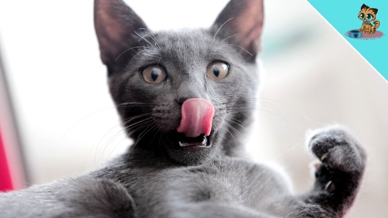 10 Disgusting Things That ALL Cats Love! - YouTube