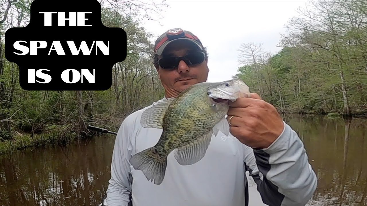 Crappie spawn is on. Sacalait season begins - YouTube