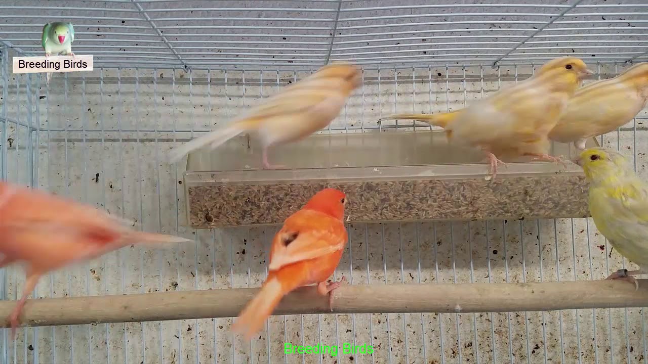 Best Breeding Canaries From Breeding Birds - YouTube