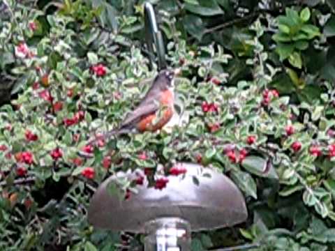 Robin Eating Red Berries - YouTube