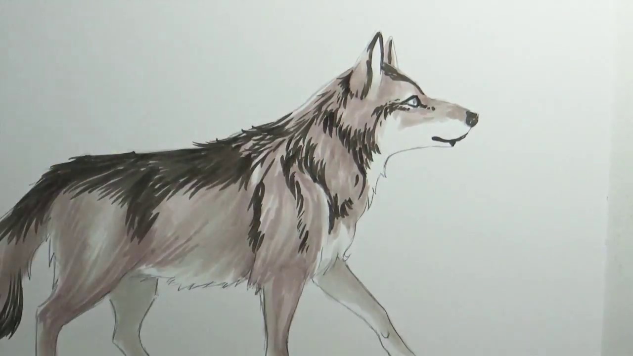 Wolf Drawing In Color