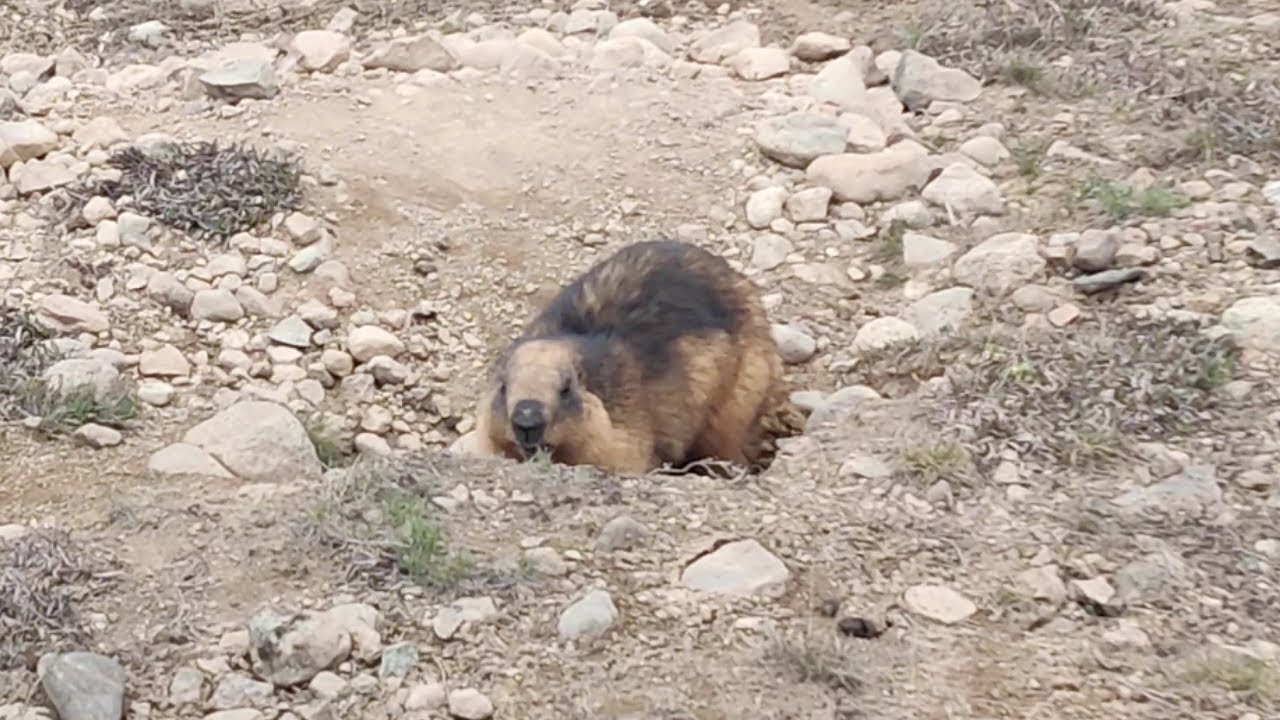 The Golden Marmot | Skardu Wildlife at Deosai 4K - YouTube