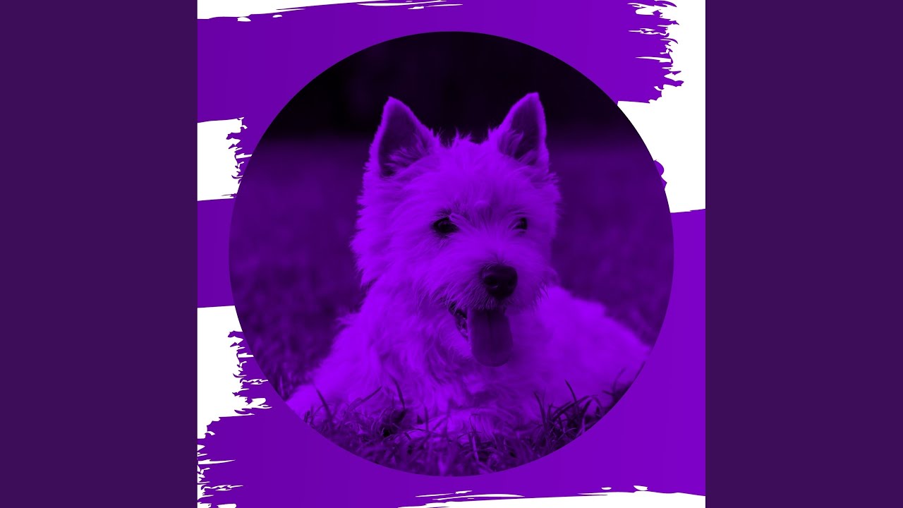 Magnificent Backdrops for Dogs - YouTube