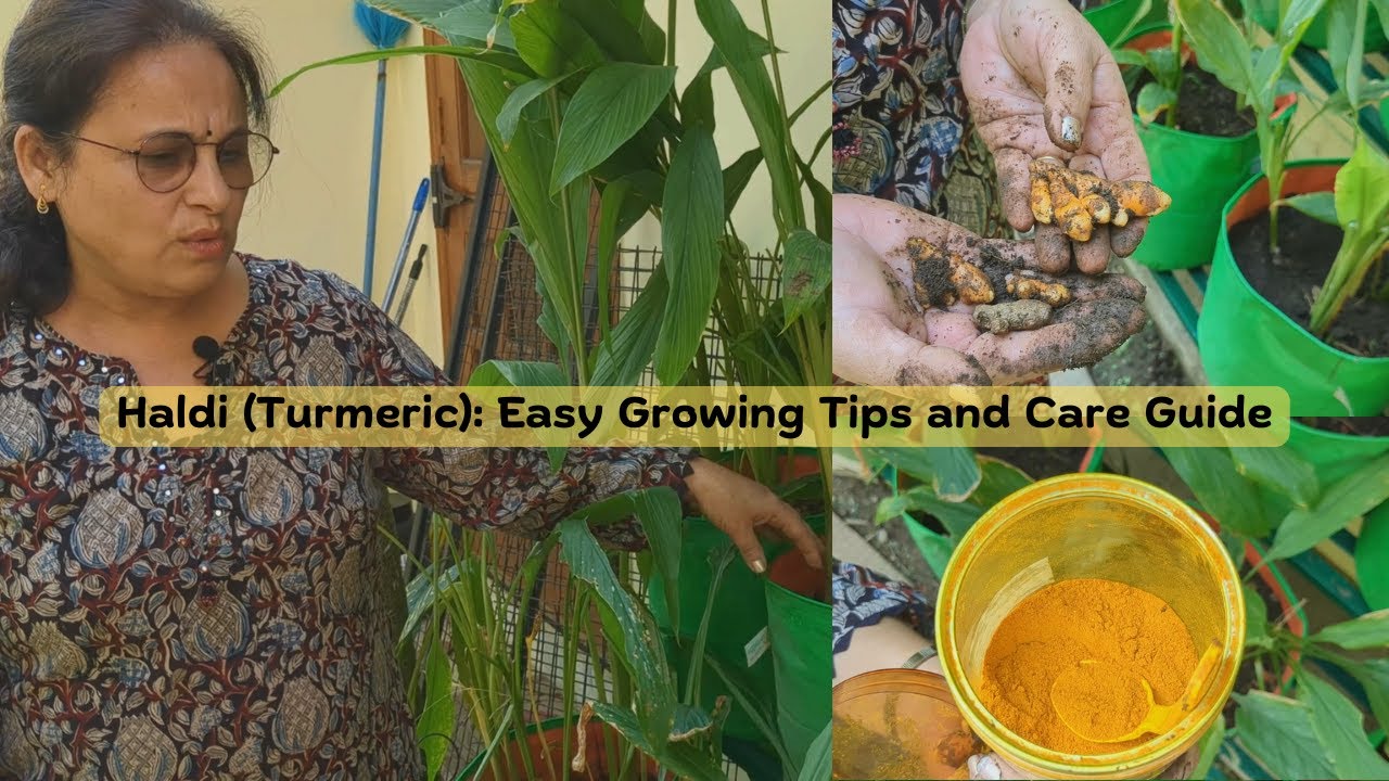 How to grow and harvest Haldi (Turmeric) at home! - YouTube